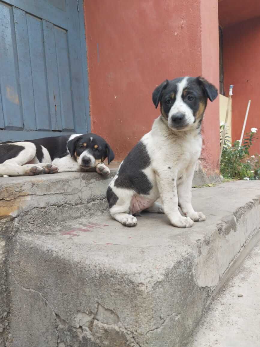 Why Should You Adopt Indie Dogs StackMantle why-should-you-adopt-indie-dogs-stackmantle